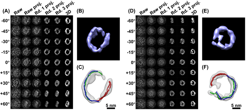 Under the Electron Microscope – A 3-D Image of an Individual Protein ...