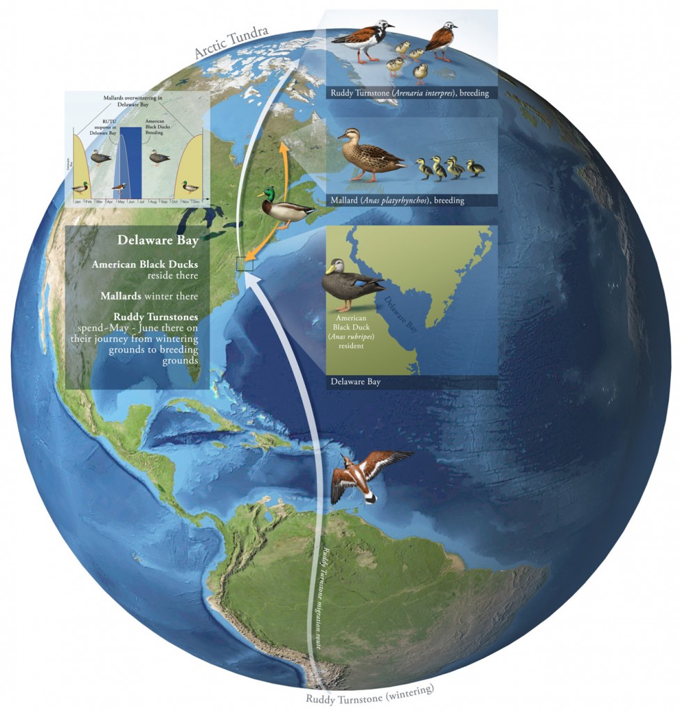 Climate Change Could Increase Levels of Avian Influenza in Wild Birds ...