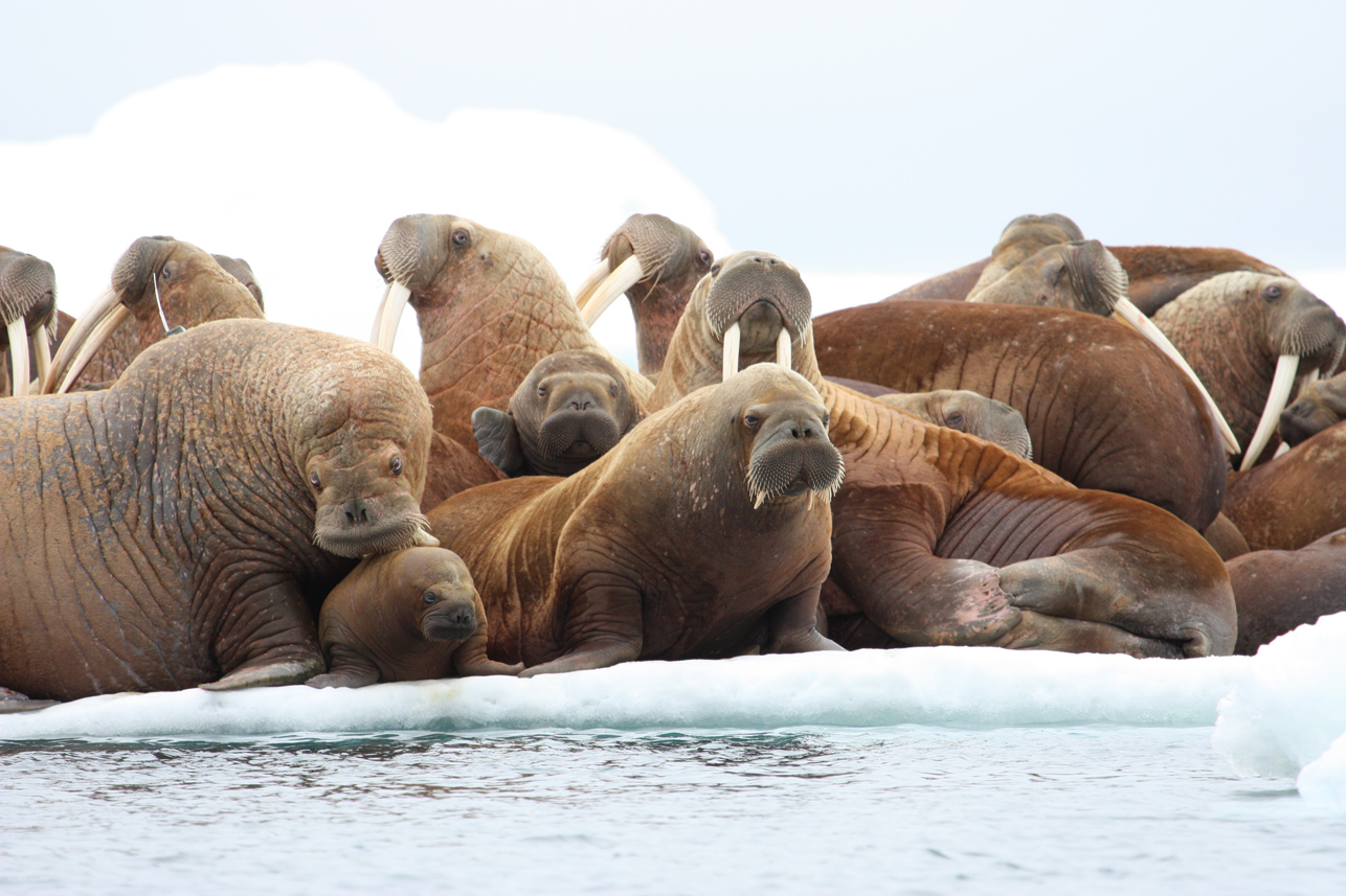 USGS Study Tracks Pacific Walrus, Observes Effects of Arctic Sea Ice Loss on Behavior – Shamskm ...